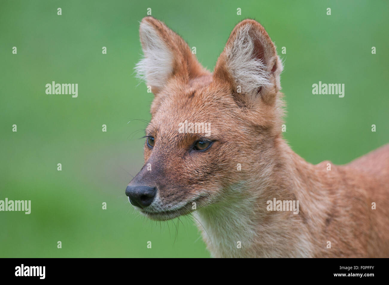 Asiatic wild dog ( Cuon alpinus ) in Bandipur National park, India ...