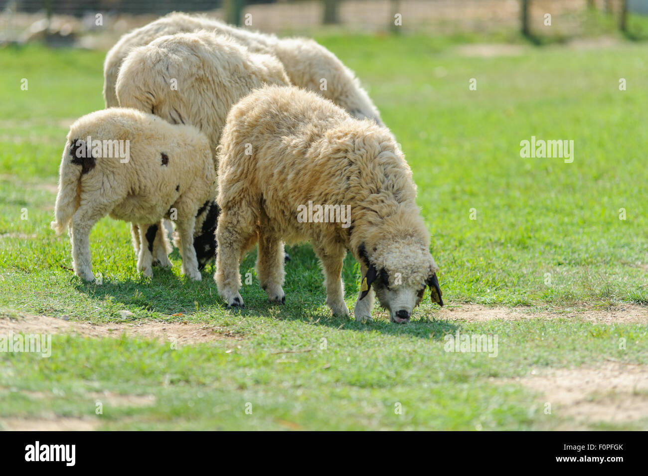 Free range sheep hi-res stock photography and images - Alamy