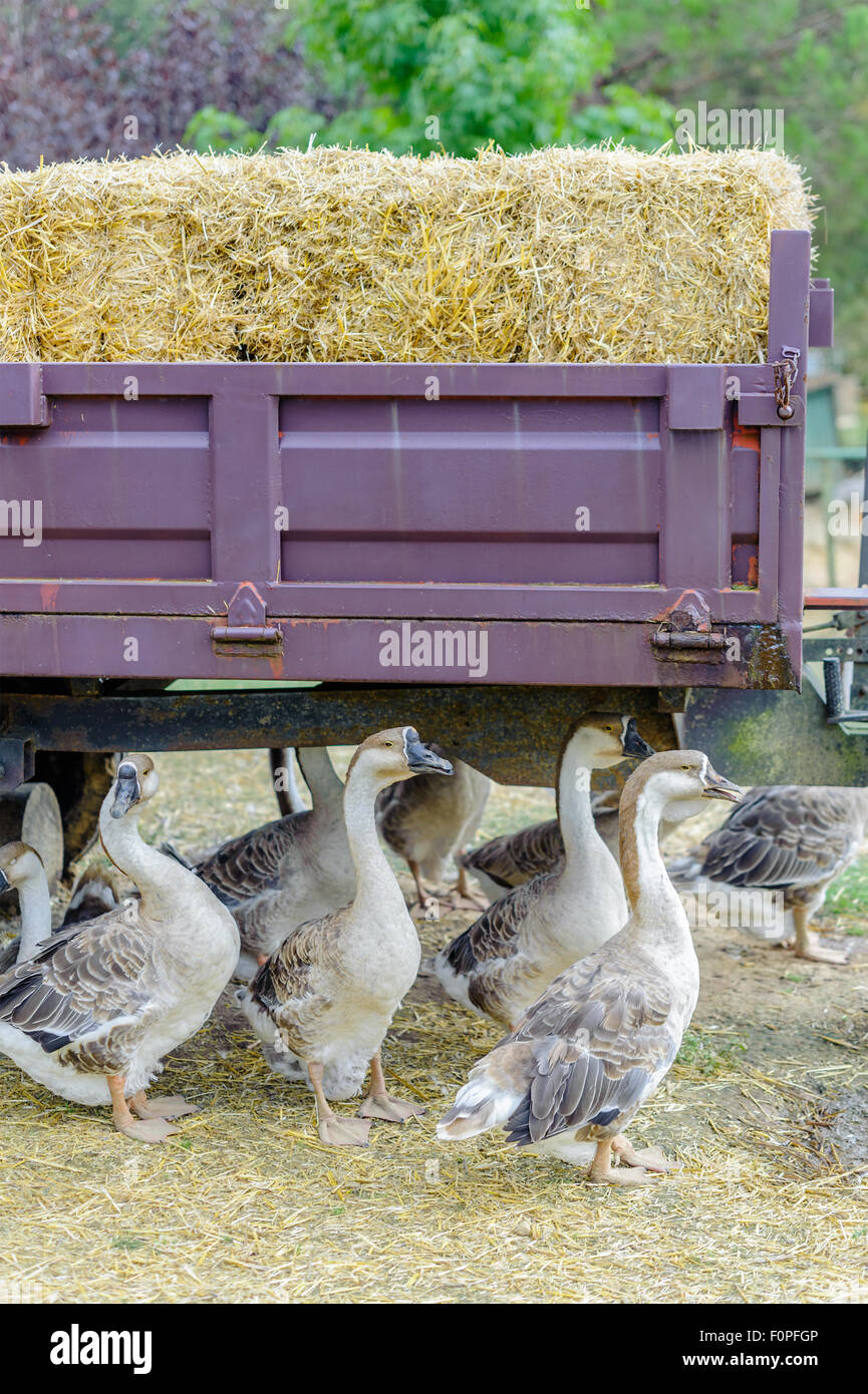group of domestic goose walking on the green grass field Stock Photo ...