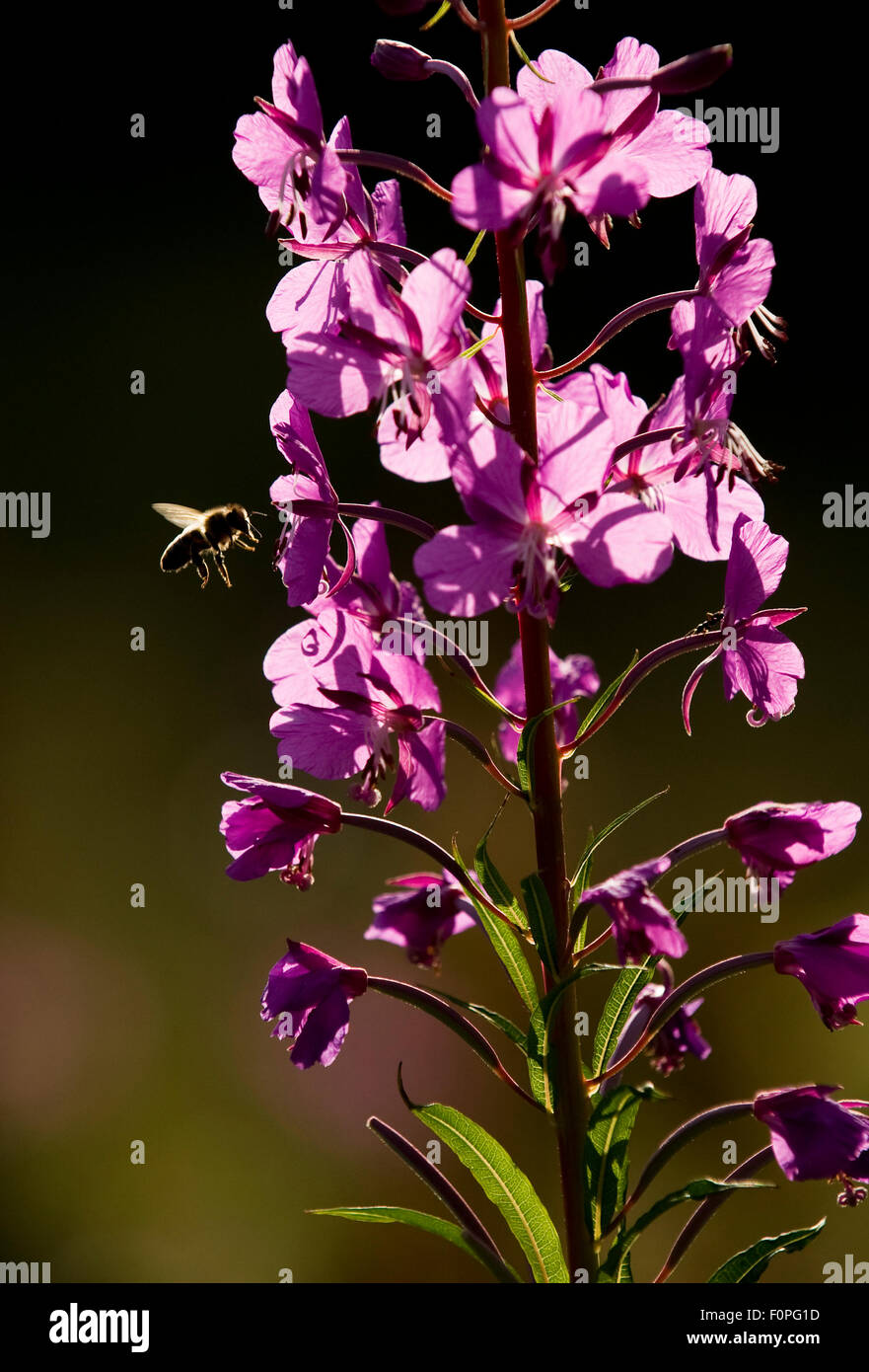 Fireweed (Chamerion angustifolium angustifolium) in flower, with bee in ...