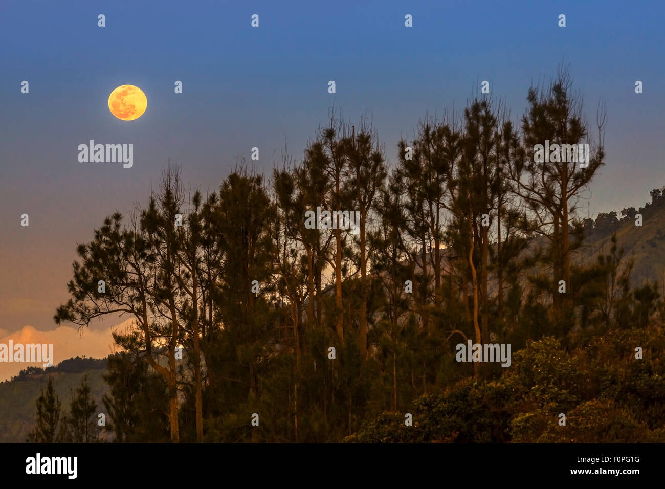 red moon over pine trees Stock Photo - Alamy