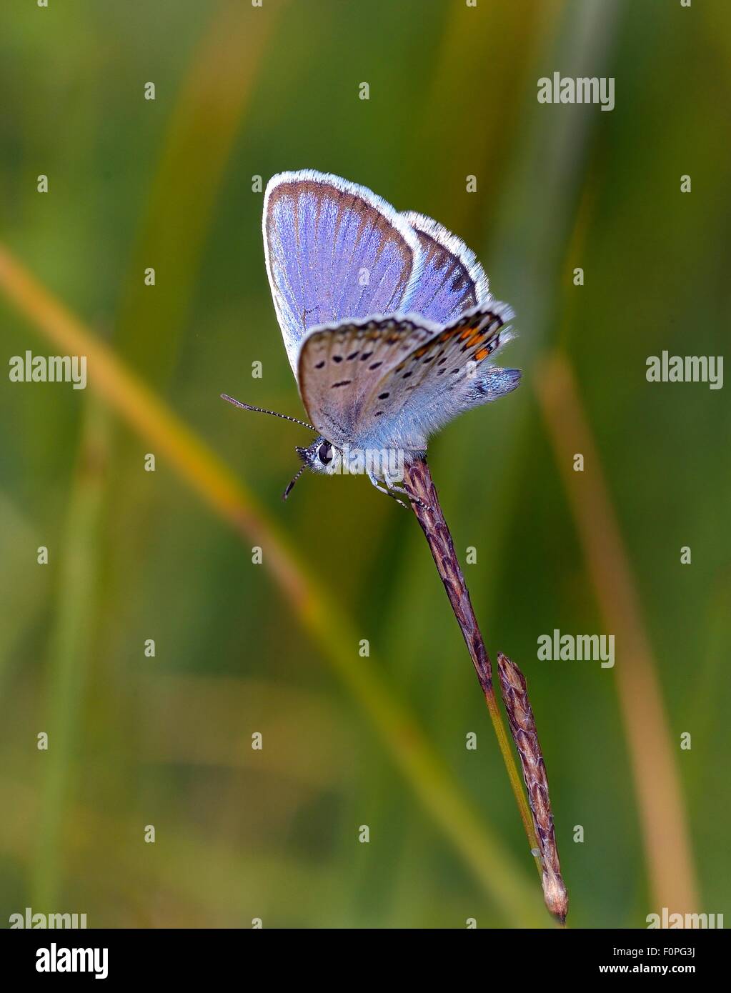 Idas blue butterfly hi-res stock photography and images - Alamy