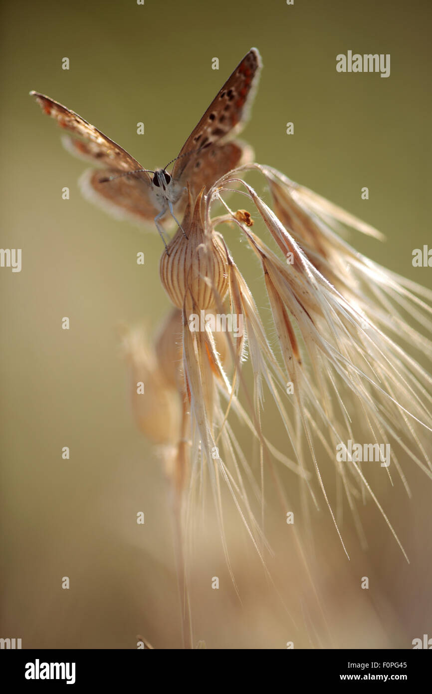 Female Common blue butterfly (Polyommatus icarus) on Drooping brome ...