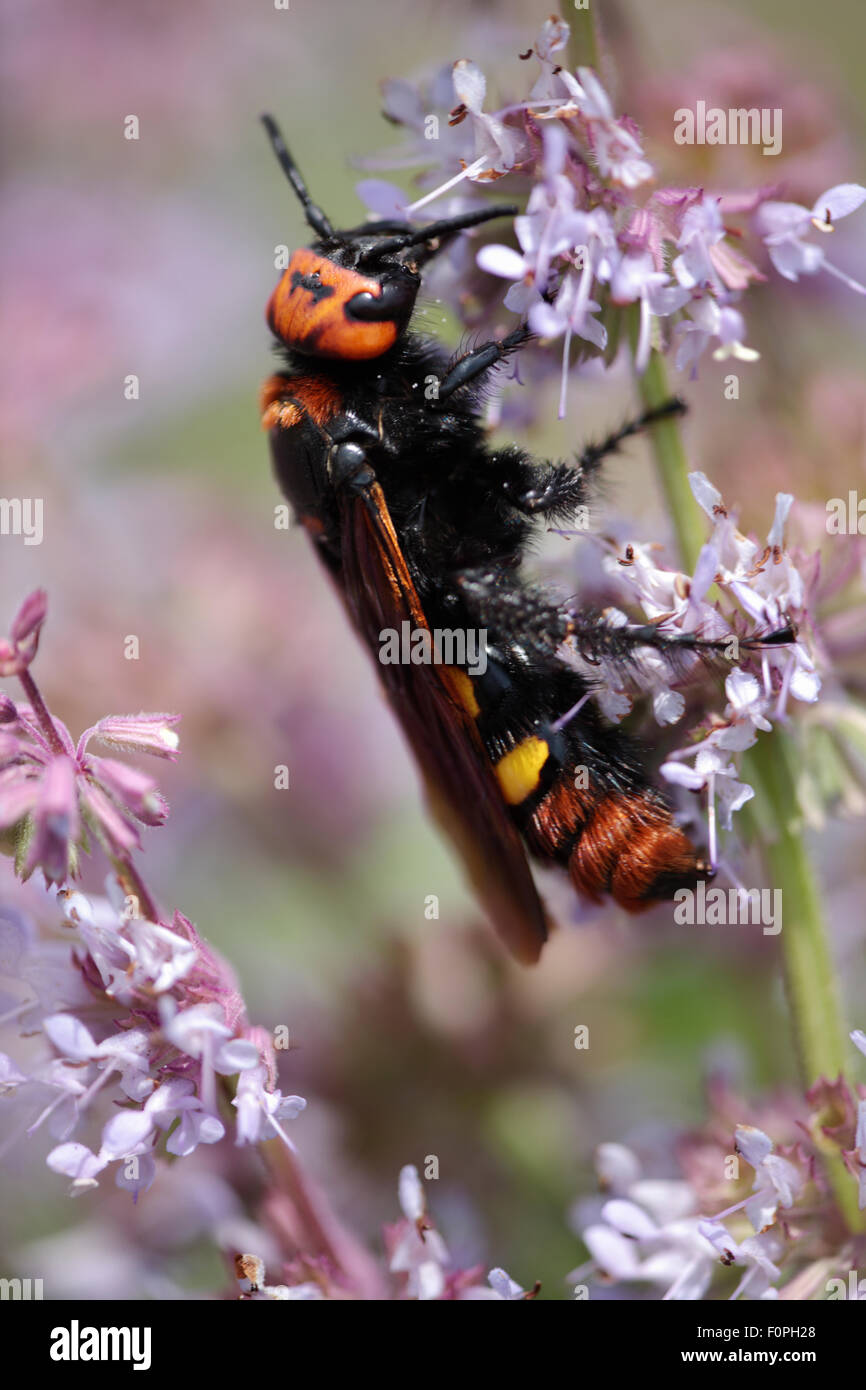 Female Giant / Mammoth wasp (Megascolia flavifrons) on flower, Stenje ...