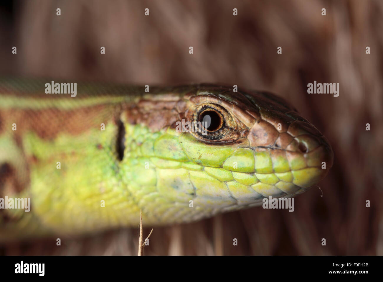 Balkan wall lizard (Podarcis taurica) portrait, Stenje region, Galicica ...