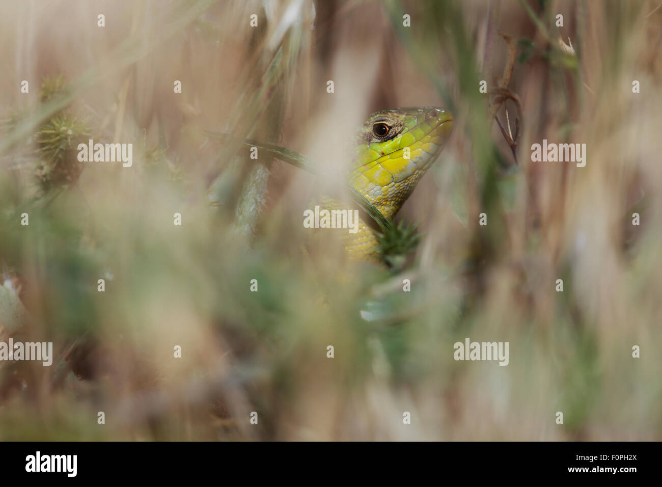 Balkan wall lizard (Podarcis taurica) in undergrowth, Stenje region ...