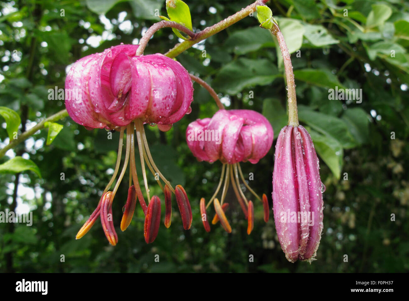 Martagon lily (Lilium martagon) flowers covered in rain drops, oak ...