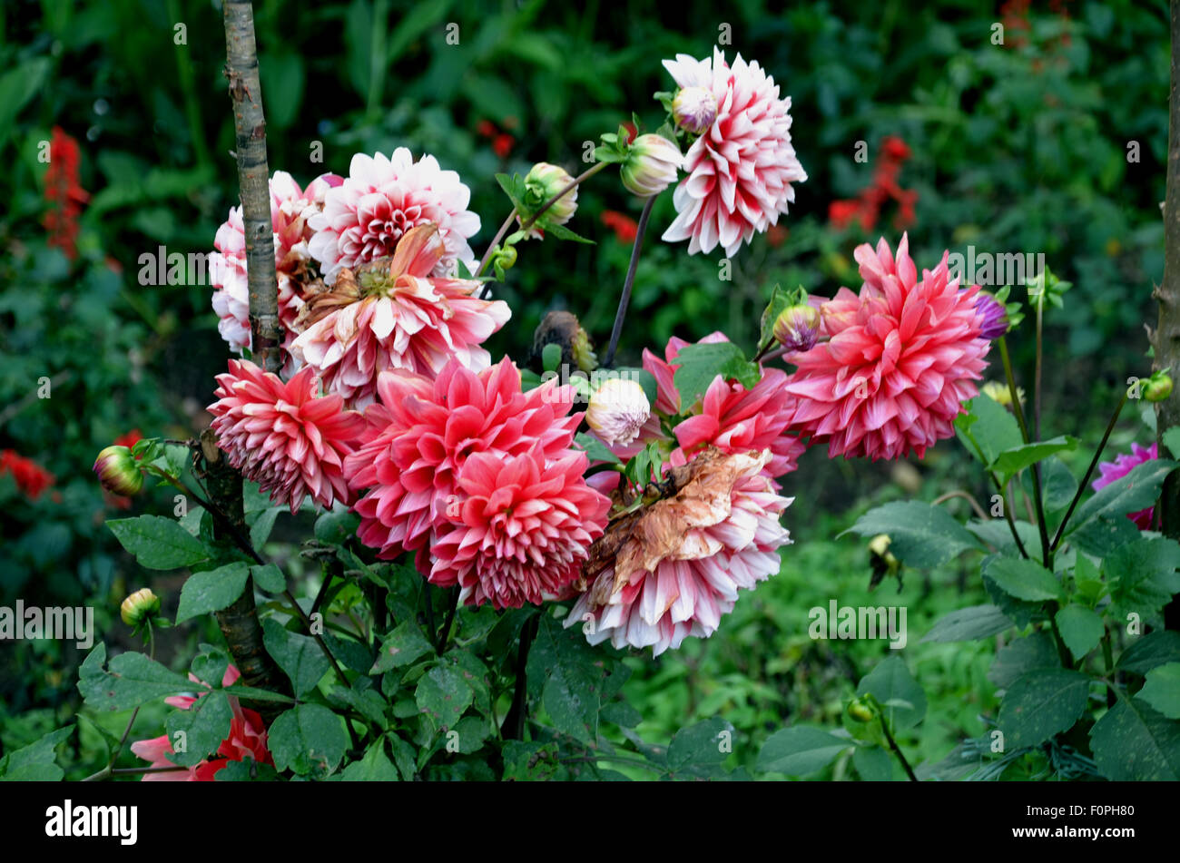 Beautiful Dalia Flowers Stock Photo - Alamy