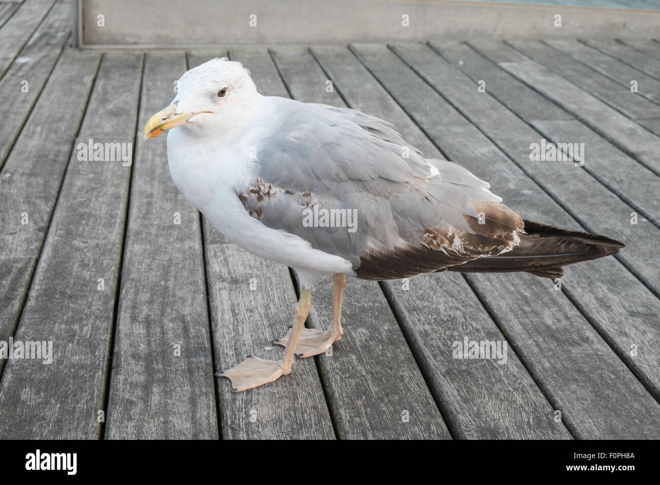 Seagull,bird,gull,on boardwalk at Port Vell, Barcelona,Catalan ...