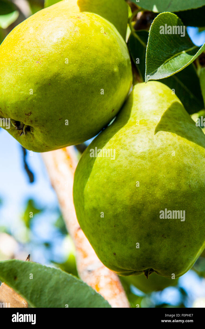 Pear tree cut out hi-res stock photography and images - Alamy