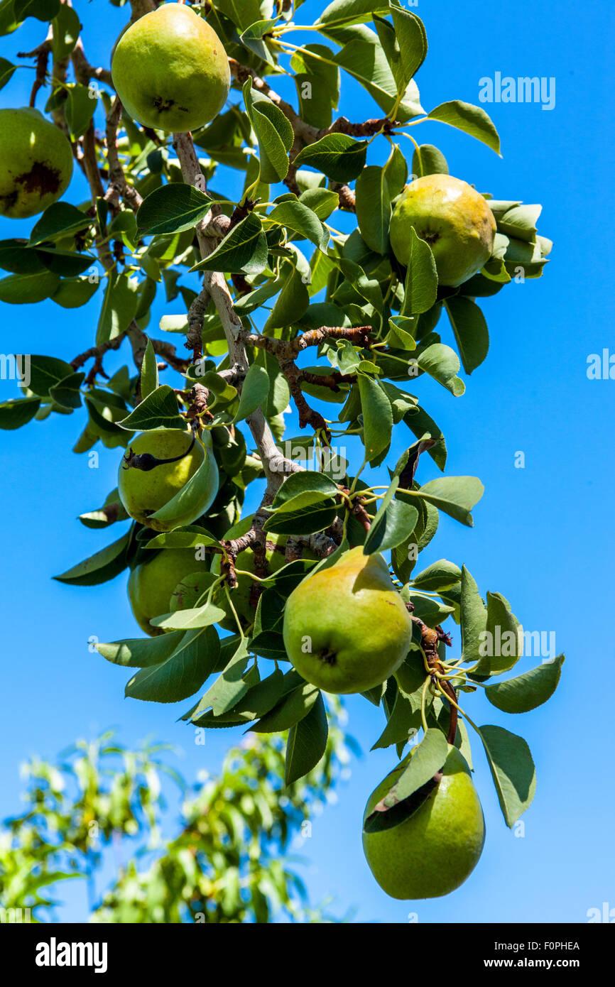 Bartlett pear tree hi-res stock photography and images - Alamy