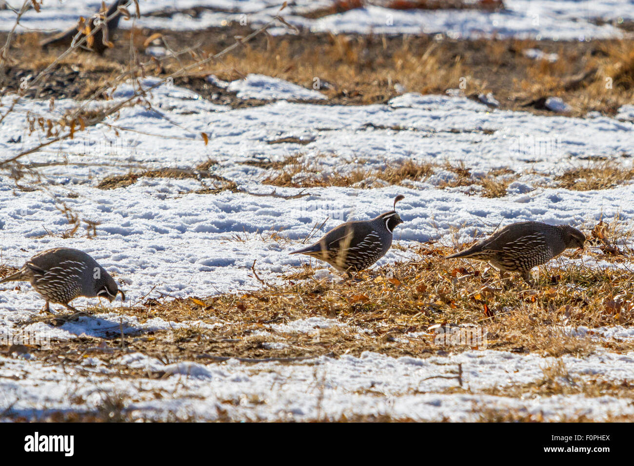 A Valley Quail on a snowy winter day in the Northern Nevada High desert ...
