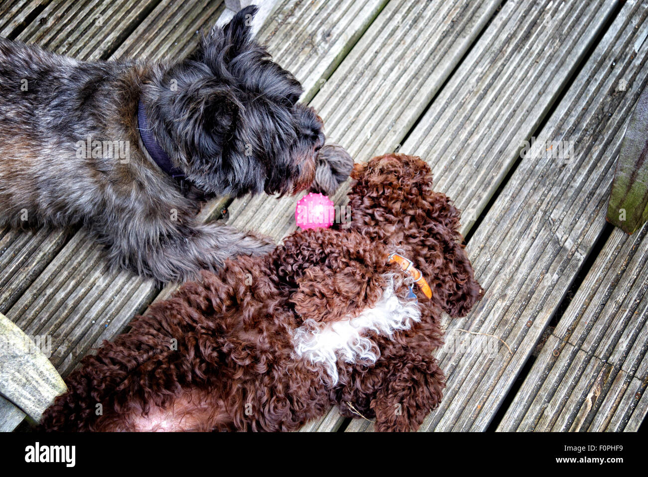 Cockapoo ball hi-res stock photography and images - Alamy