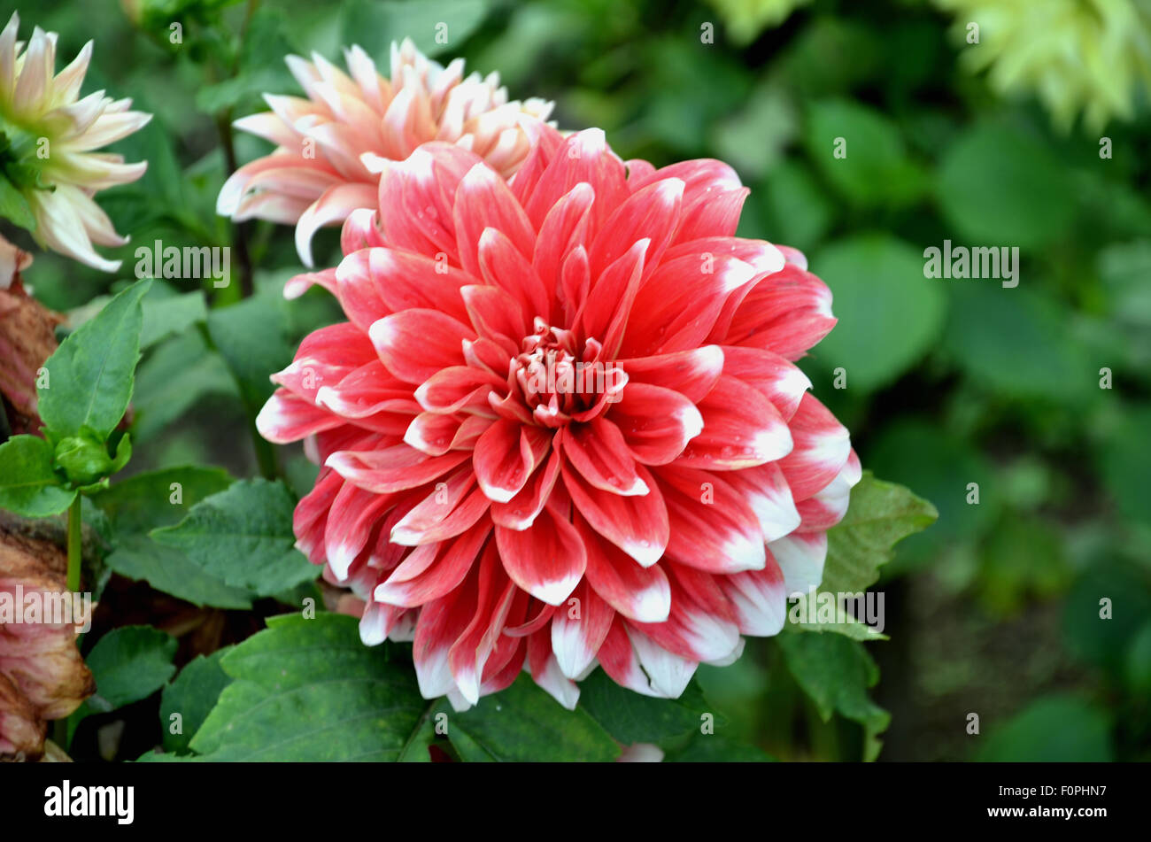 Beautiful Dalia Flowers Stock Photo - Alamy