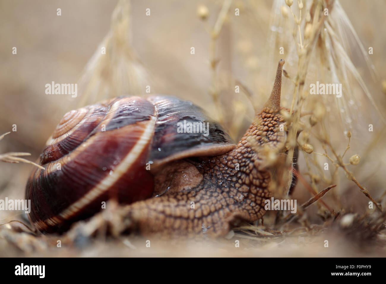 Turkish snail hi-res stock photography and images - Alamy
