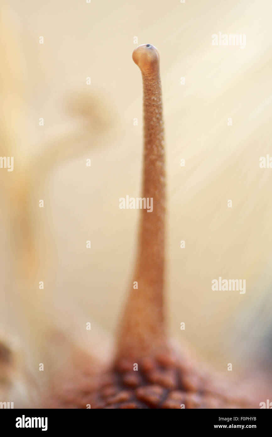 Turkish snail hi-res stock photography and images - Alamy