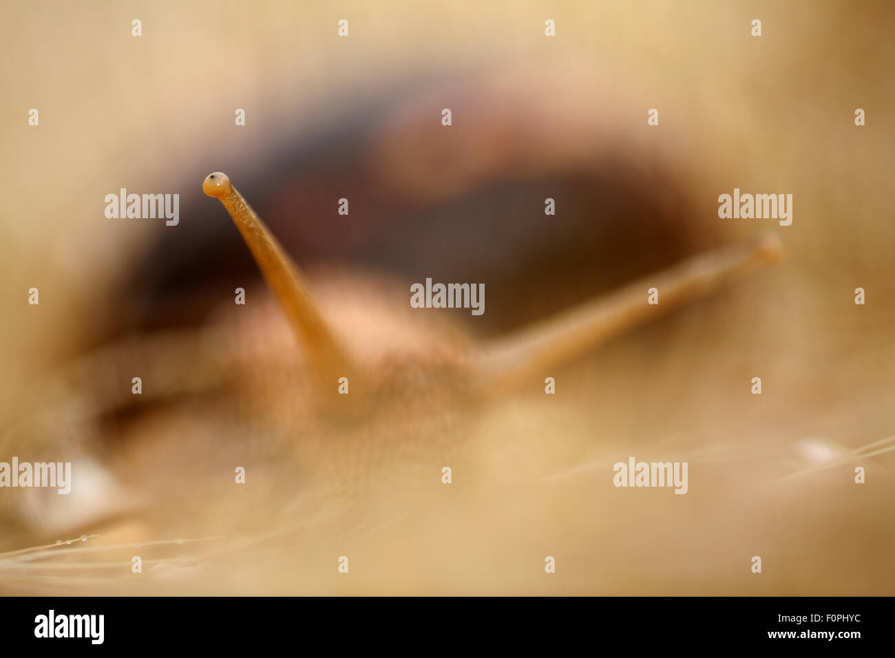 Turkish snail hi-res stock photography and images - Alamy