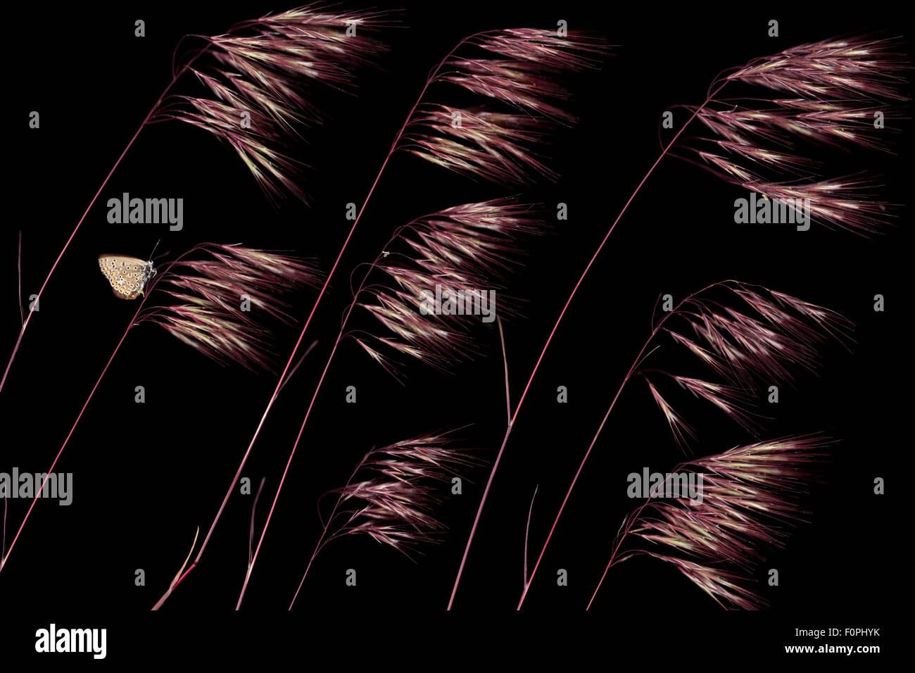 Drooping brome grass (Bromus tectorum) and a female Common blue ...