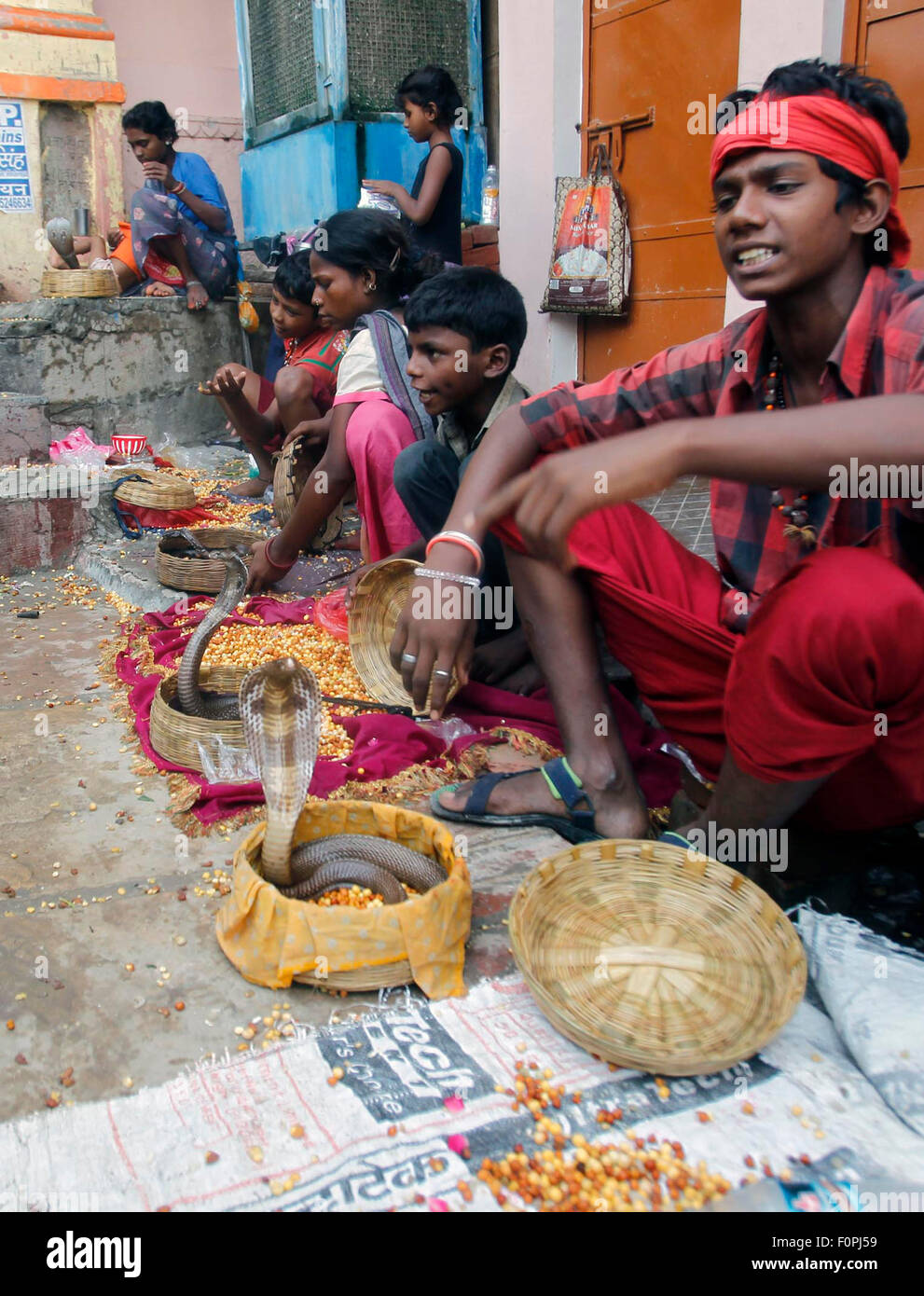 Live snake display hi-res stock photography and images - Alamy