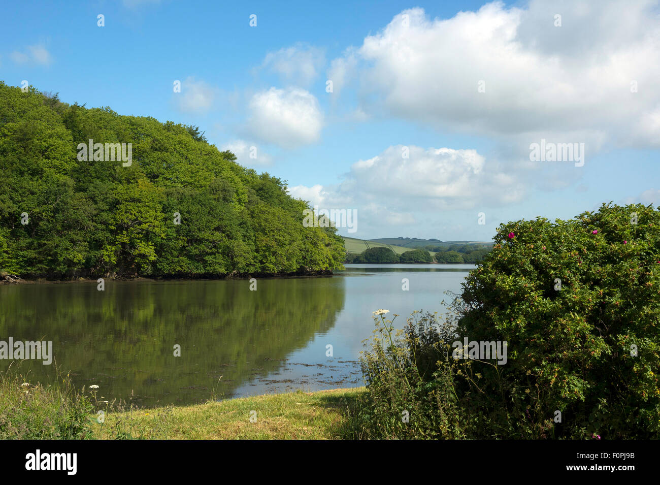 Woodland around Wacker Quay on the river Lynher in the Tamar Valley ...