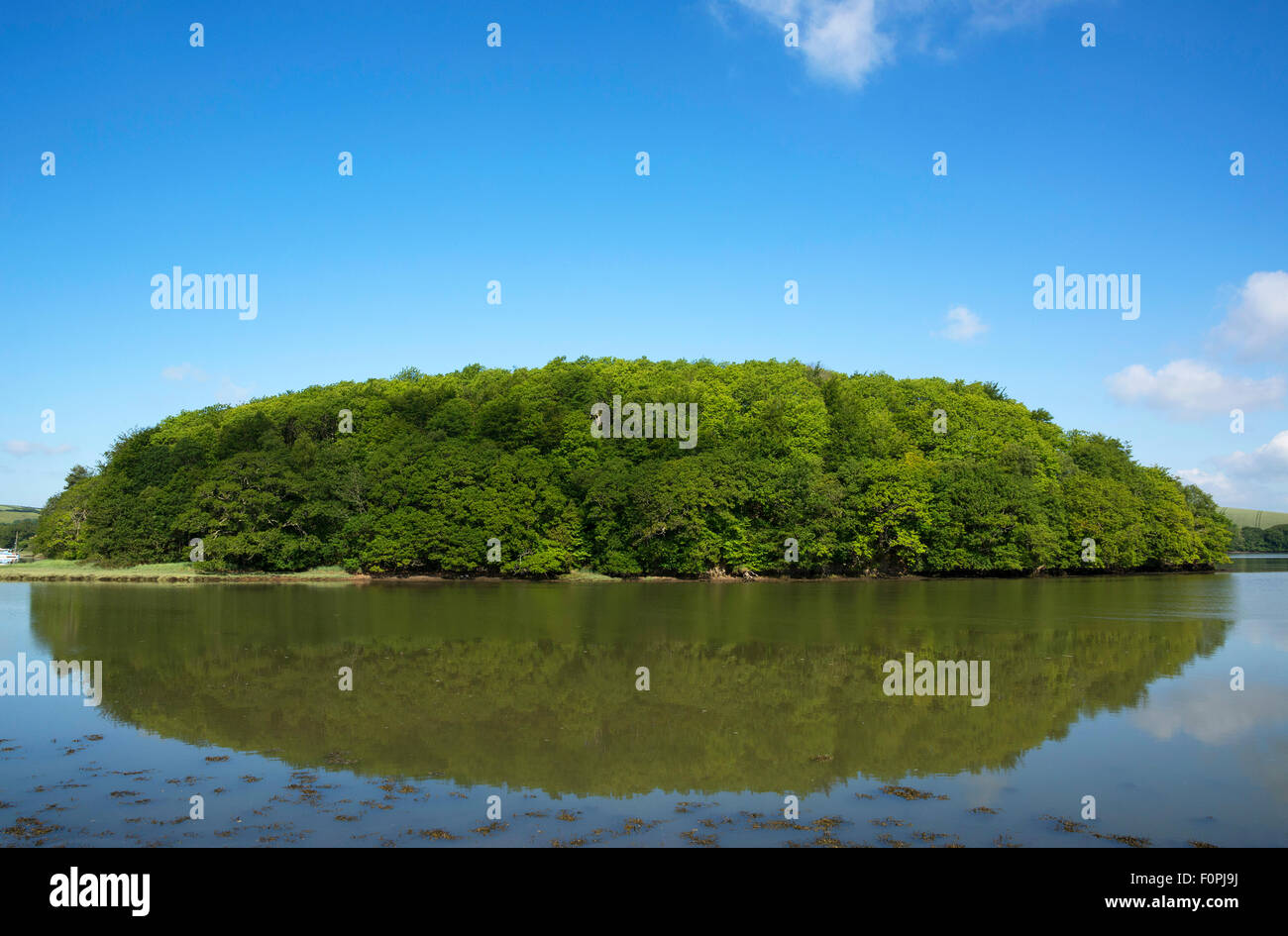 Woodland around Wacker Quay on the river Lynher in the Tamar Valley ...