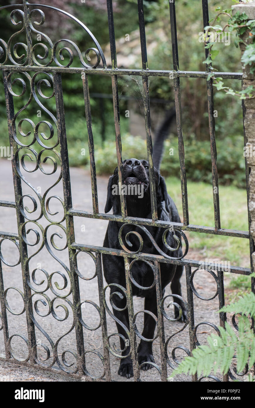 Barking Dog Gate High Resolution Stock Photography and Images - Alamy