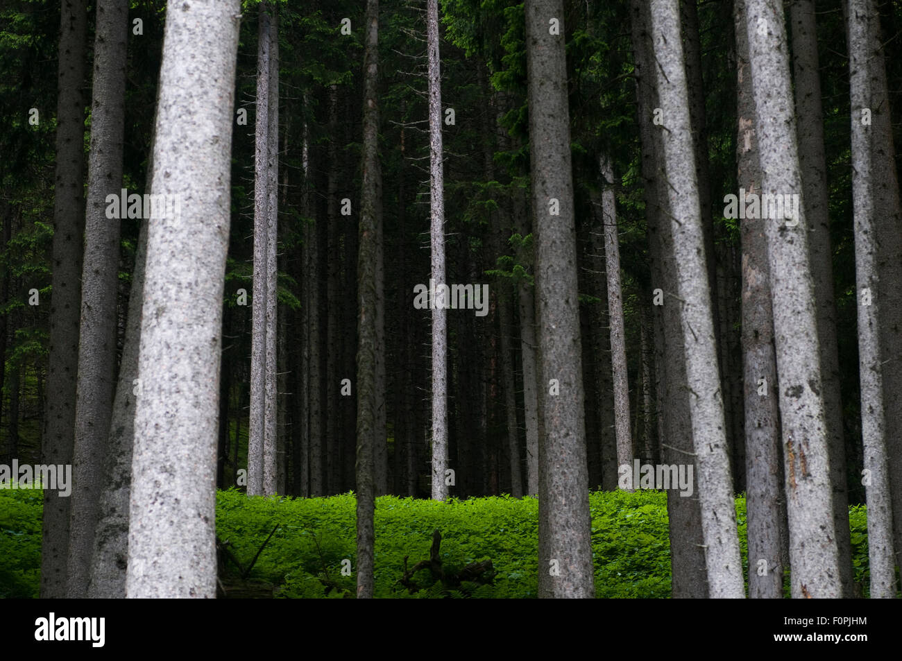 European larch tree (Larix decidua) trunks, Liechtenstein, June 2009 ...