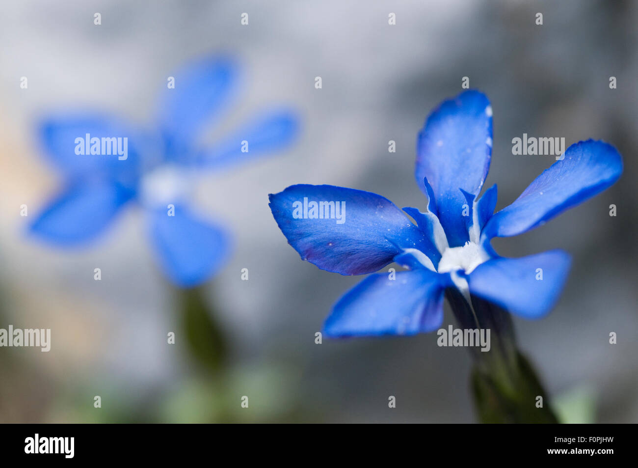 Spring gentian (Gentiana verna) flower, Liechtenstein, June 2009 Stock ...