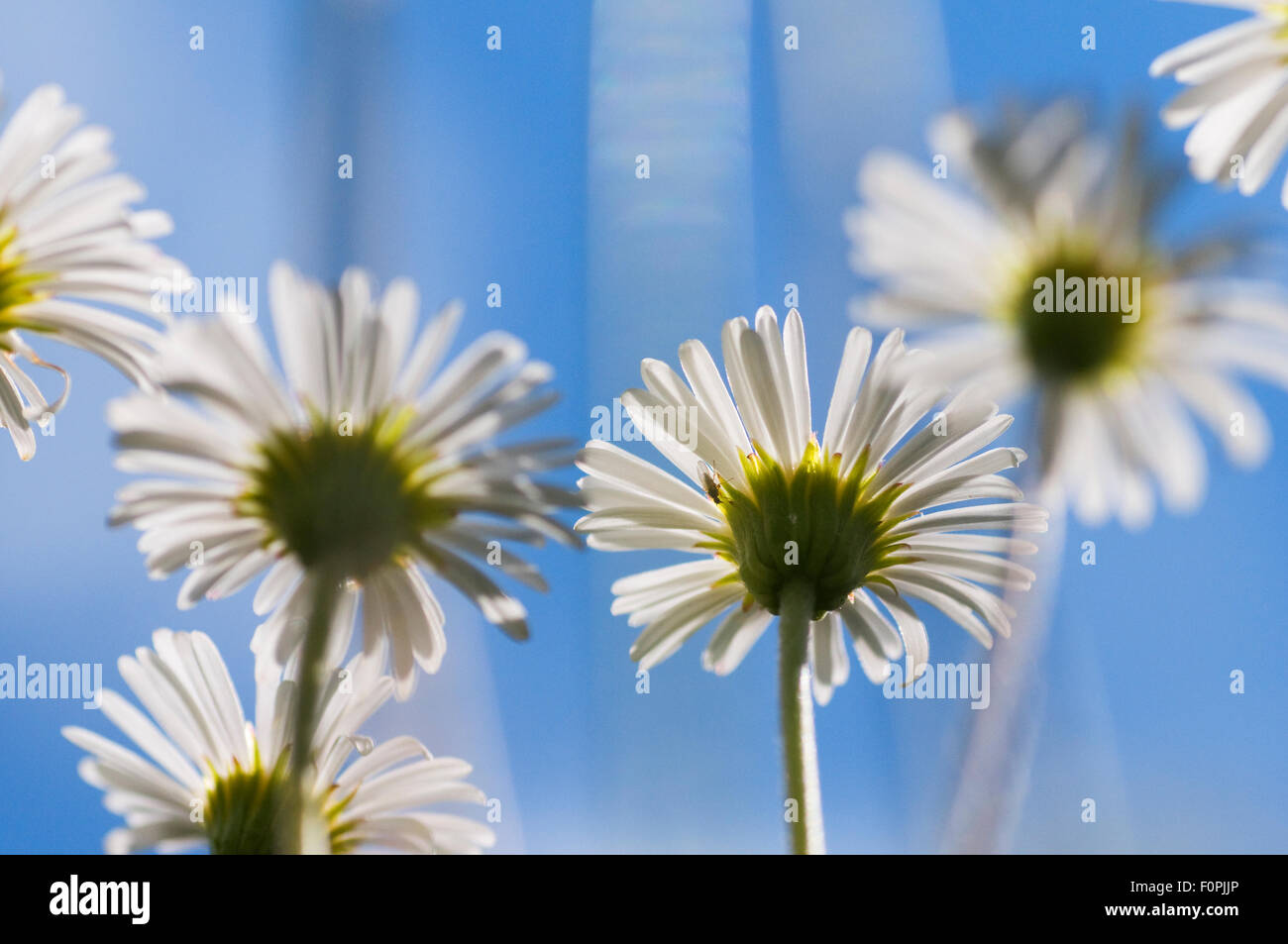 Mountain daisies (Leucanthemum adustum) in flower, Liechtenstein, June ...