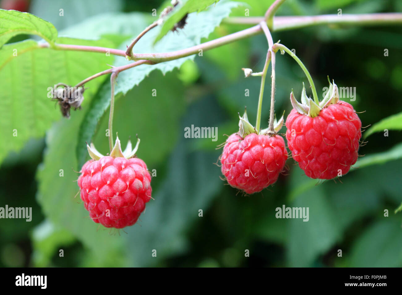 Raspberry farm uk hi-res stock photography and images - Alamy