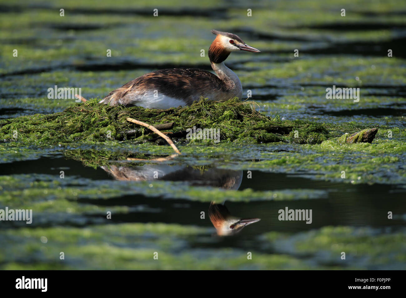 Great Crested Grebe (Podiceps cristatus) on nest with water reflection ...