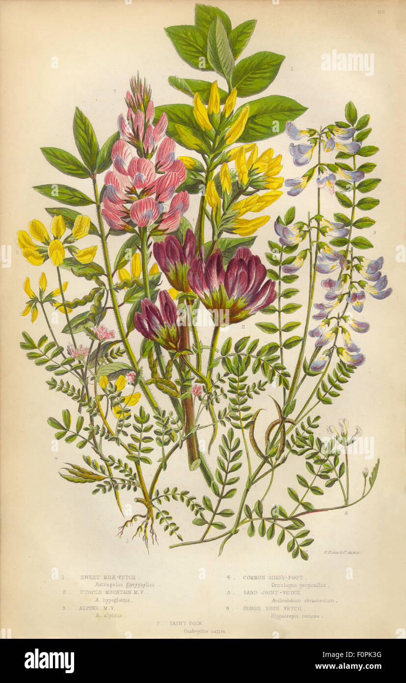 Antique Hand-colored English victorian Botanical Illustration, Circa ...