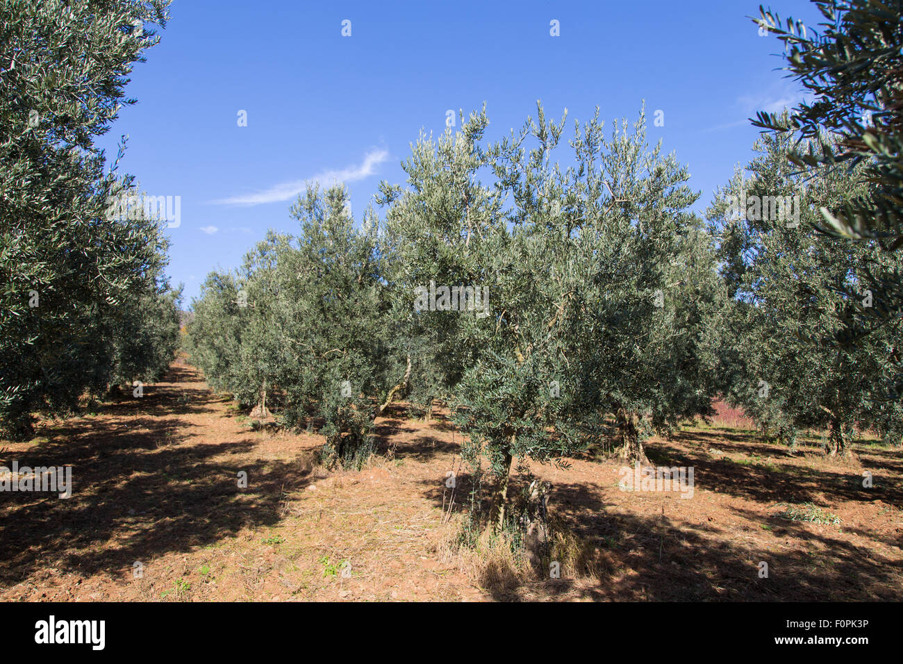 Olive trees field hi-res stock photography and images - Alamy