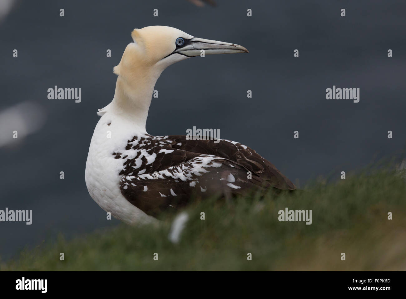 Juvenile Gannet at Troup Head, Aberdeenshire, Scotland Stock Photo - Alamy