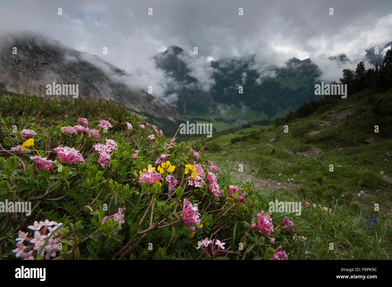 Fairy garland flowers (Daphne striata) in flower, Liechtenstein, June ...