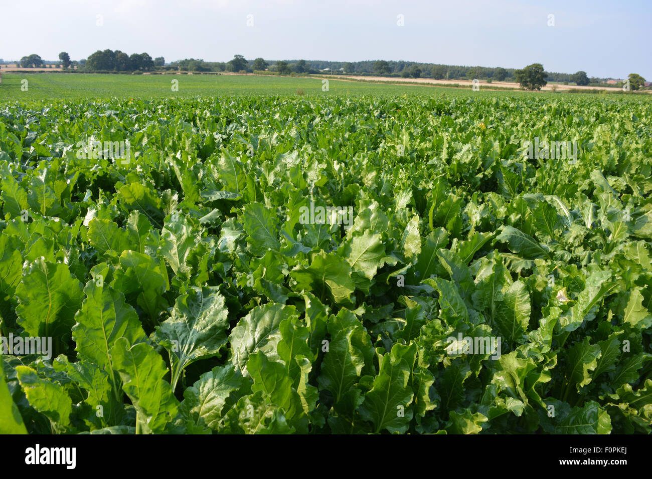 Field of sugar beet in mid August. Yorkshire, England Stock Photo - Alamy