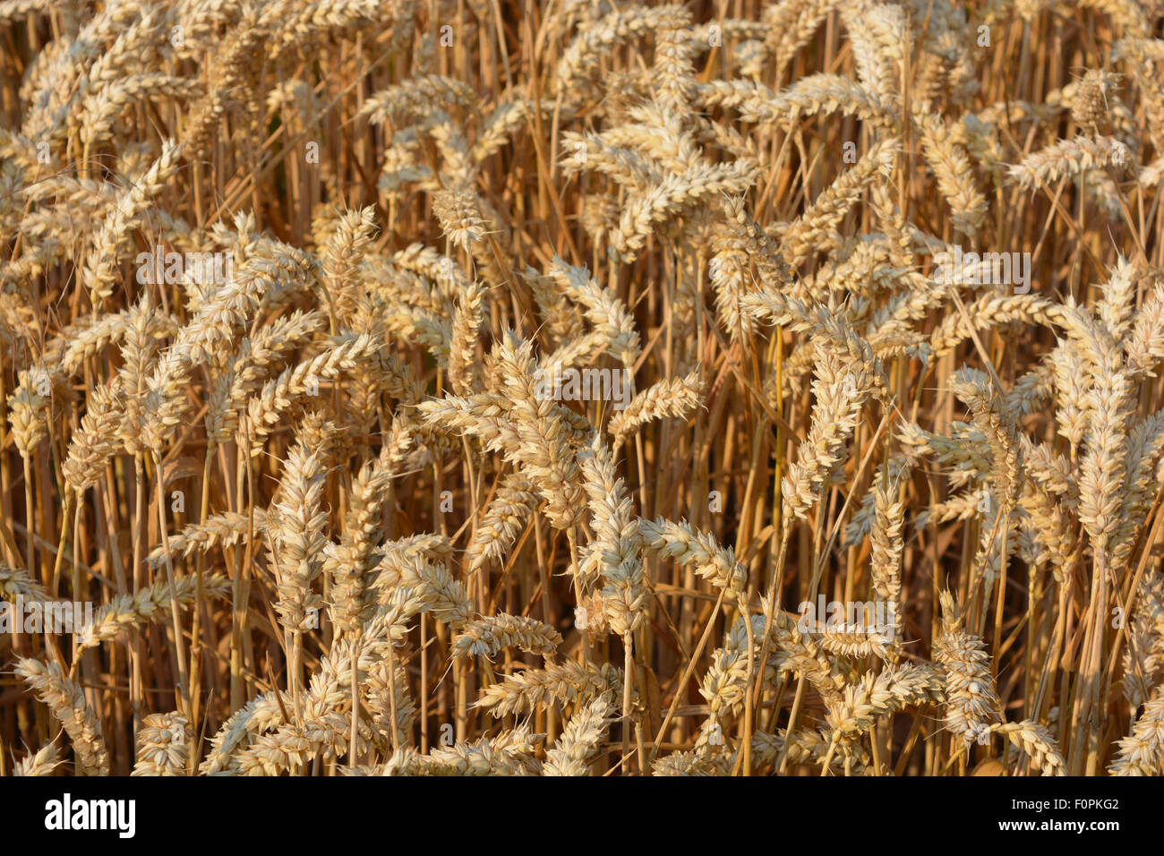 An abundance of wheat hi-res stock photography and images - Alamy
