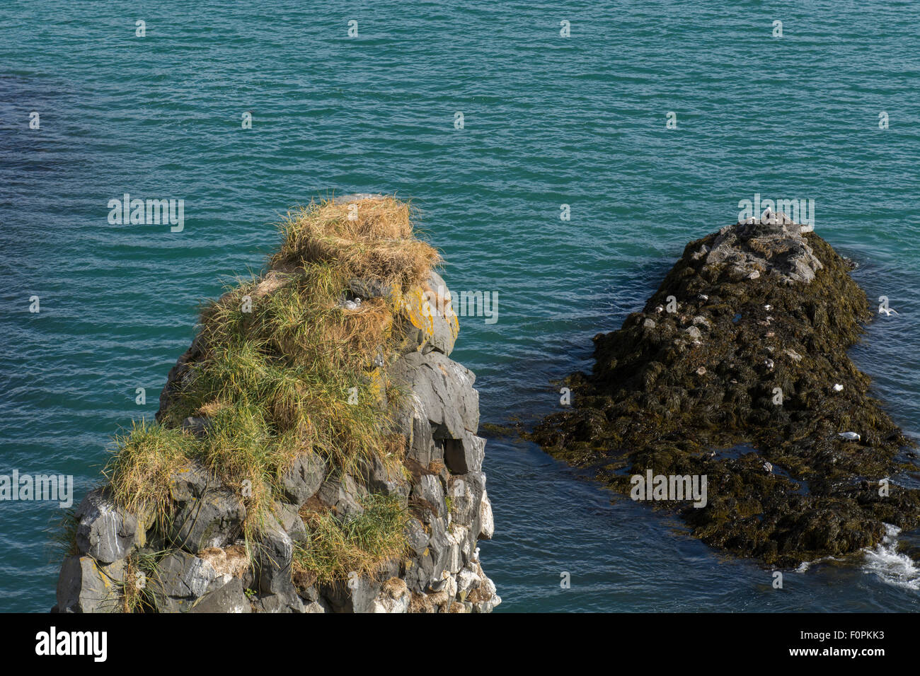 Westfjords iceland bird cliff hi-res stock photography and images - Alamy