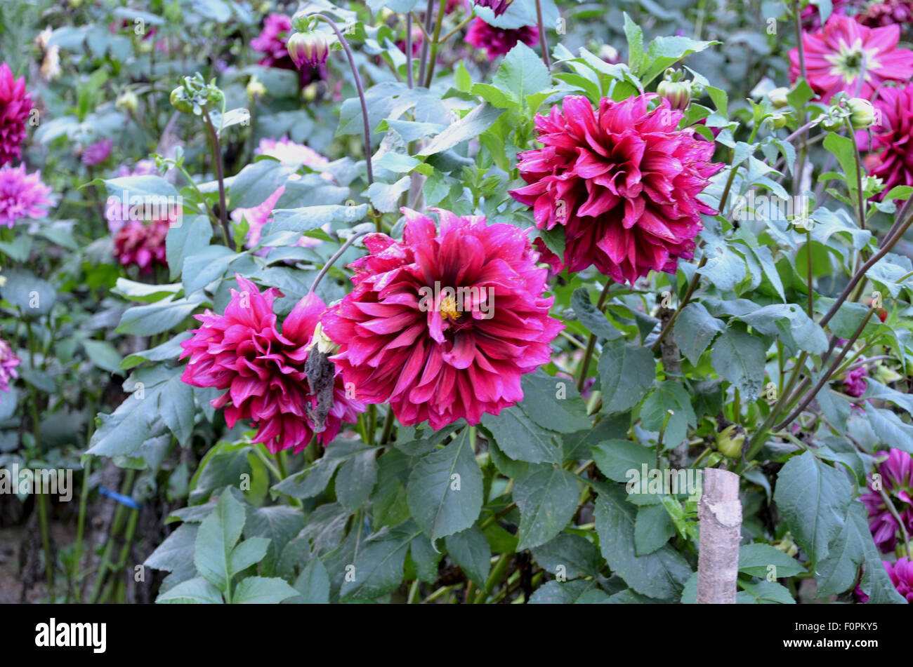 Natural dalia hi-res stock photography and images - Alamy