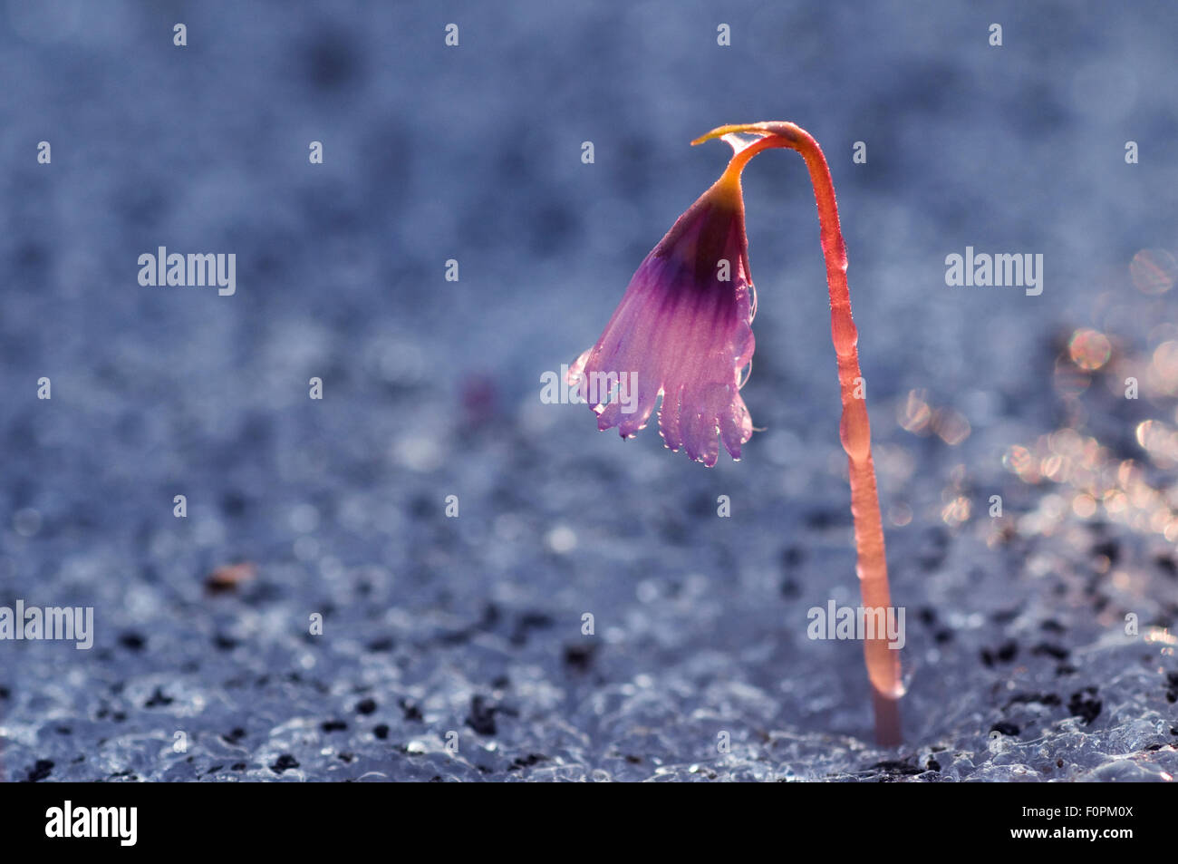 Dwarf snowbell (Soldanella pusilla) in flower, growing through ice ...