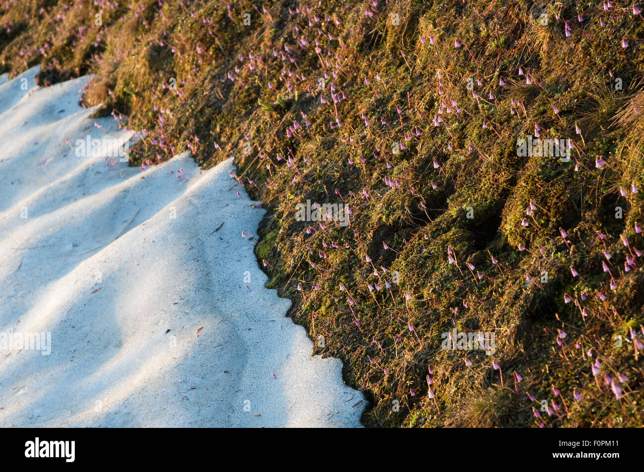Flowers growing through snow hi-res stock photography and images - Alamy