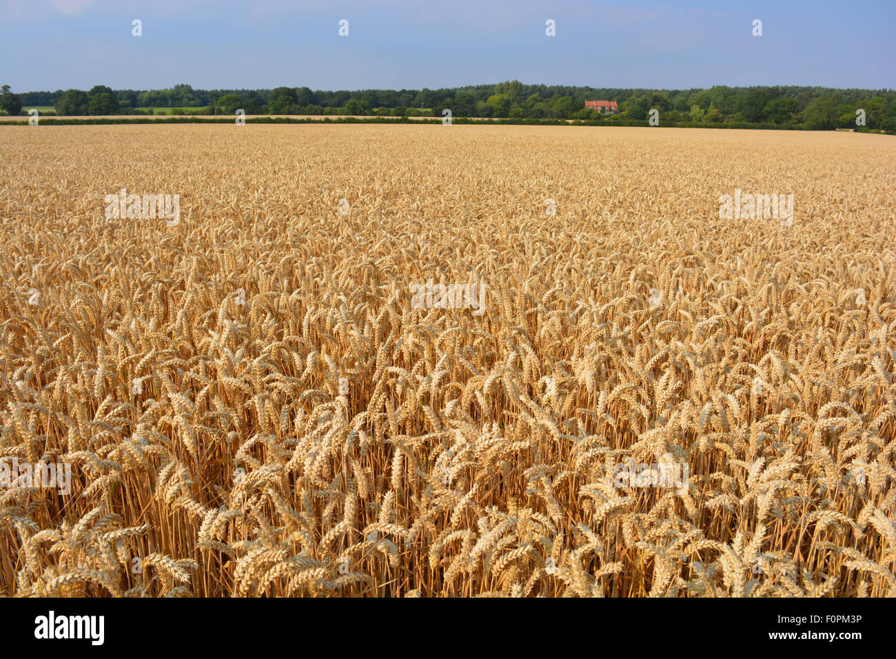 Field of ripe wheat, ready for harvest. Escrick, North Yorkshire ...