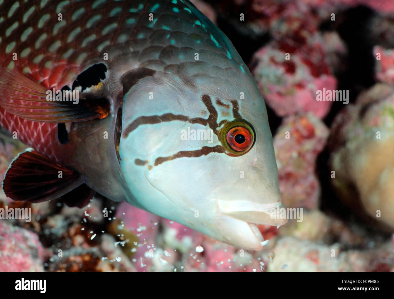 CLOSE-UP VIEW OF WRASSE FISH EATING SAND ONCORAL REEF BOTTOM Stock ...