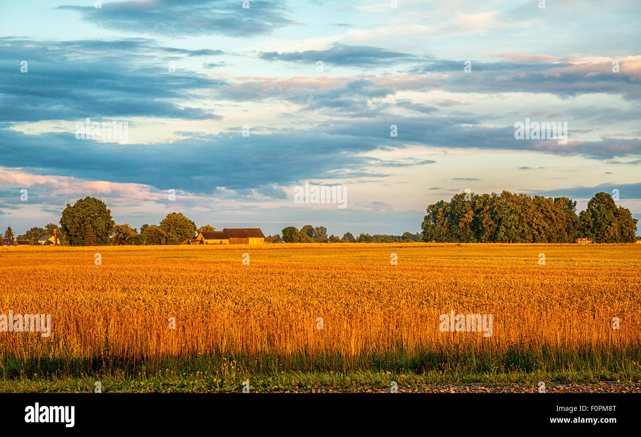 wheat field at sunset with houses in background Stock Photo - Alamy