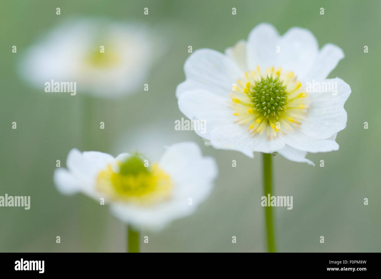Alpine buttercup (Ranunculus alpestris) flowers, Liechtenstein, June ...