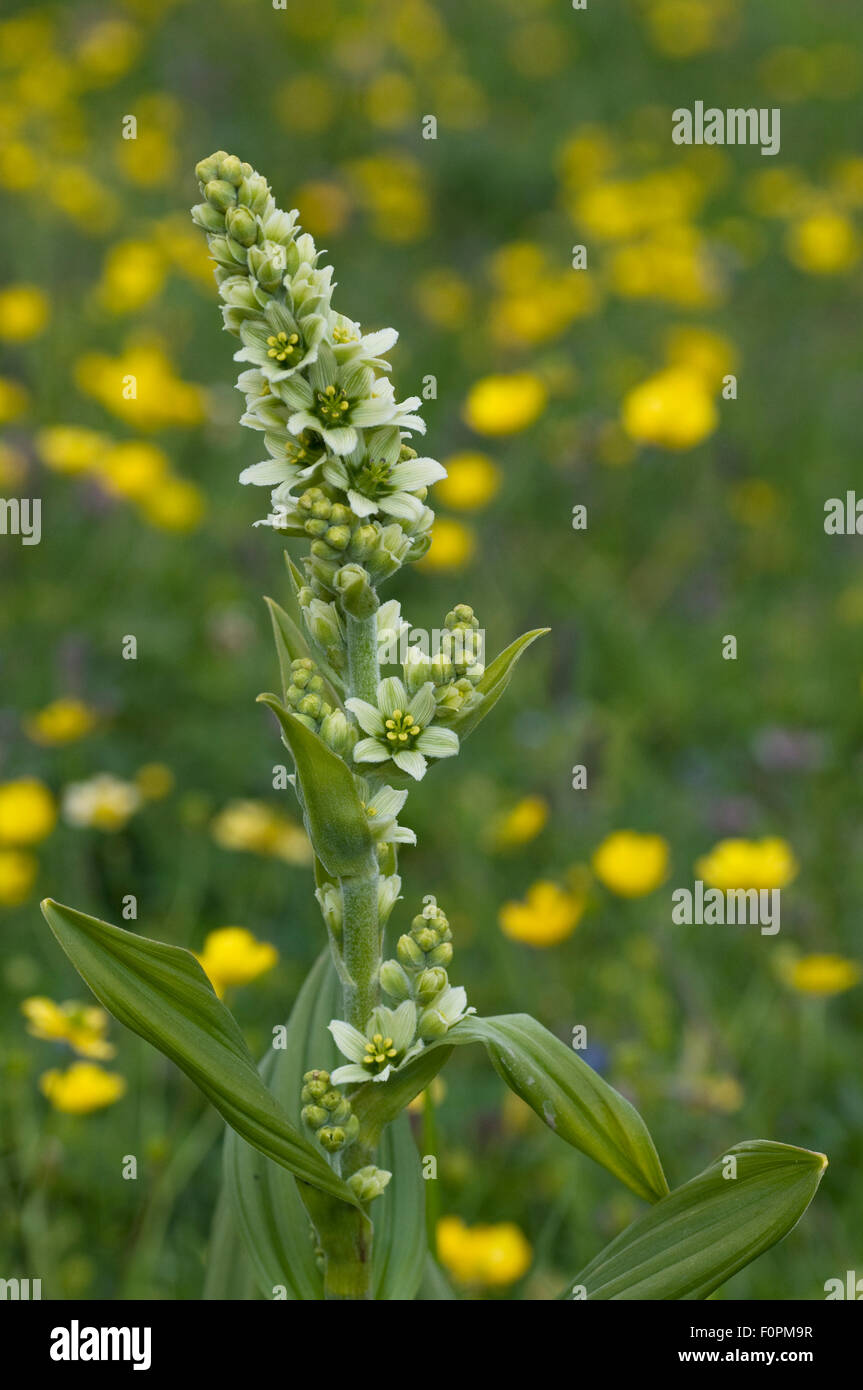 White veratrum album in hi-res stock photography and images - Alamy