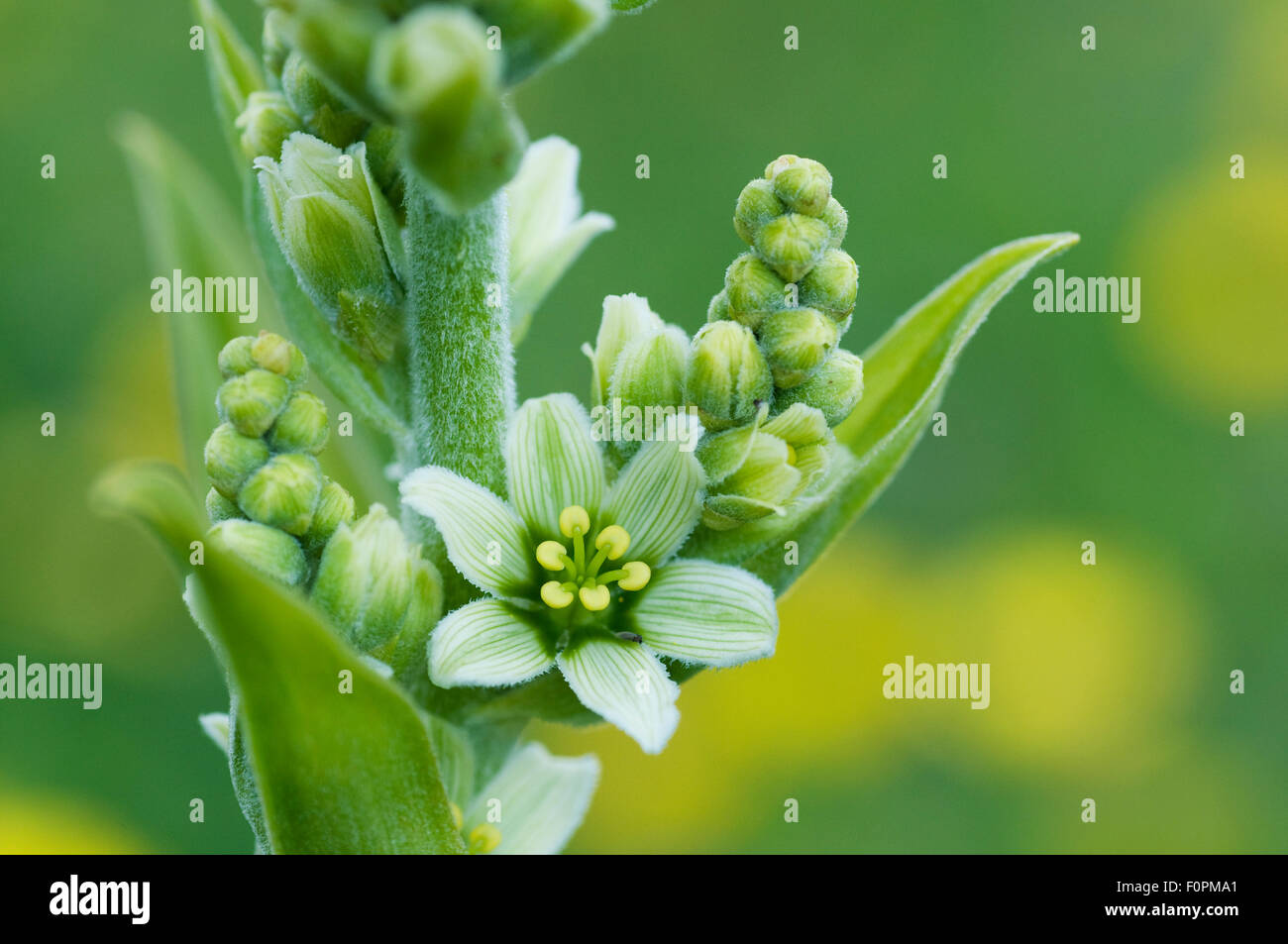 White hellebore (Veratrum album) flower, Liechtenstein, June 2009 Stock ...