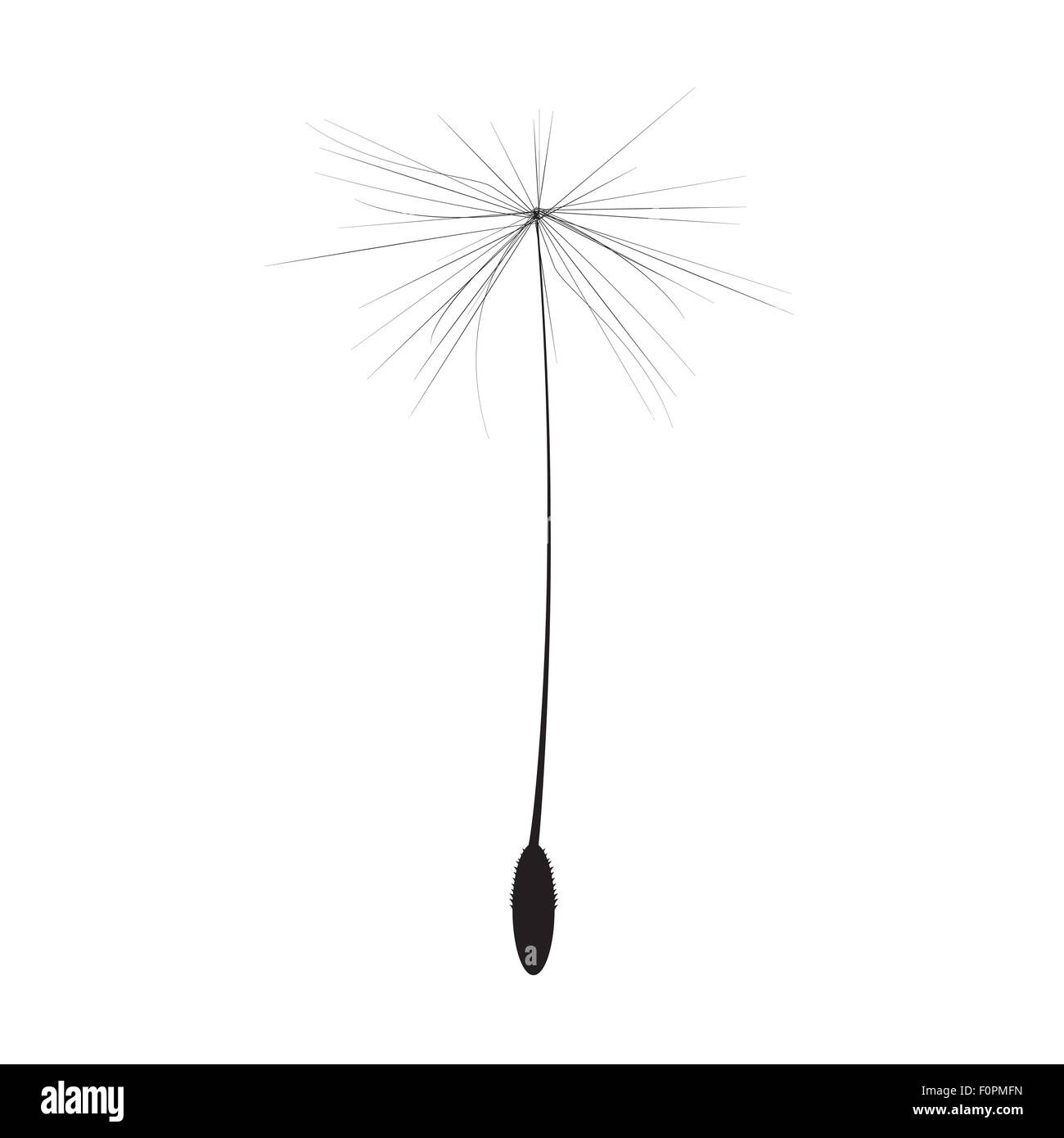 Individual Dandelion Seed