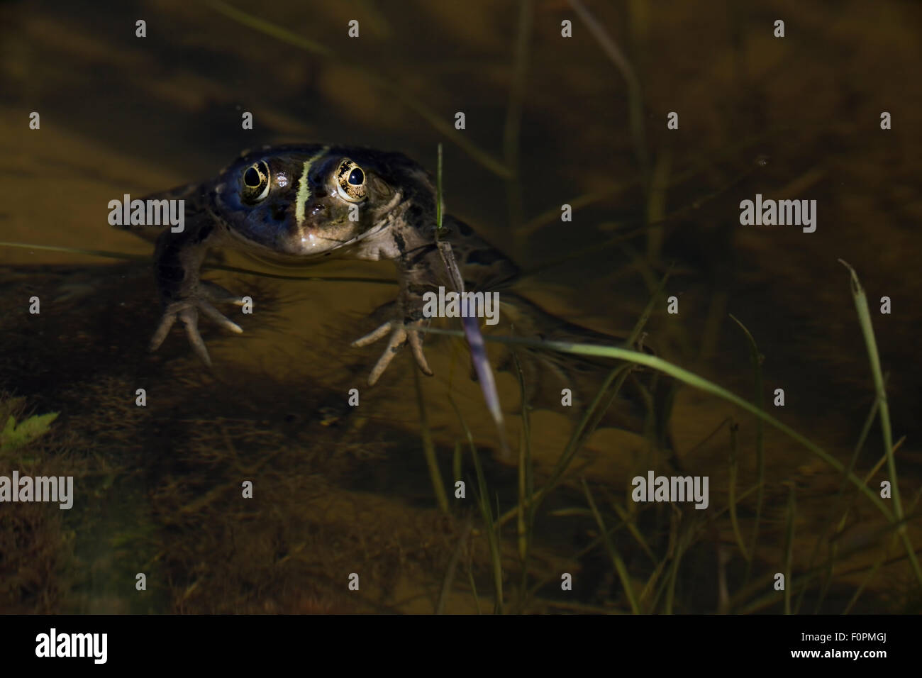 Marsh frog (Rana ridibunda) with head above water, Bastasi area ...