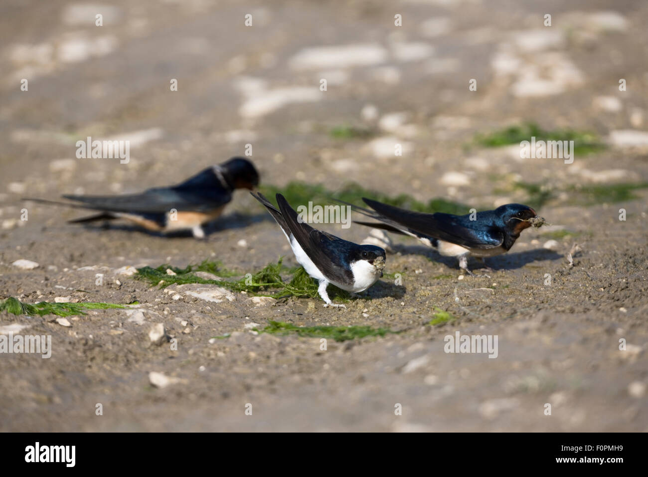 Two swallows hi-res stock photography and images - Alamy